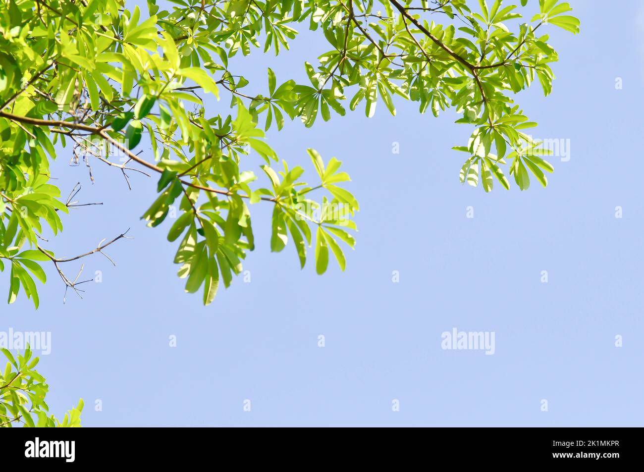 Dita, Devil Tree or Alstonia scholaris and sky background Stock Photo ...