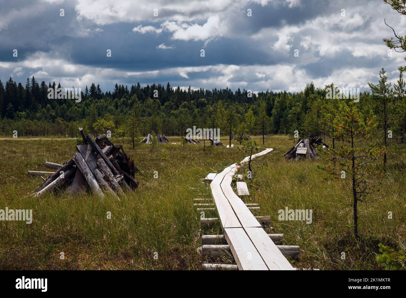 Duckboard trail leading through swamp in Torronsuo National Park ...