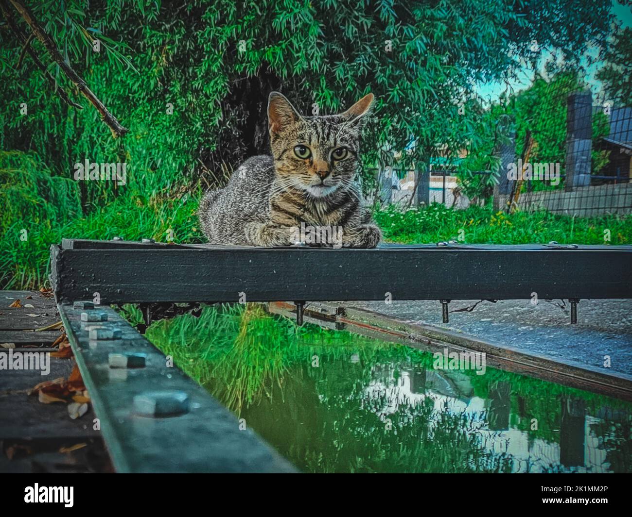 A cute tabby cat under a tree outdoor Stock Photo - Alamy