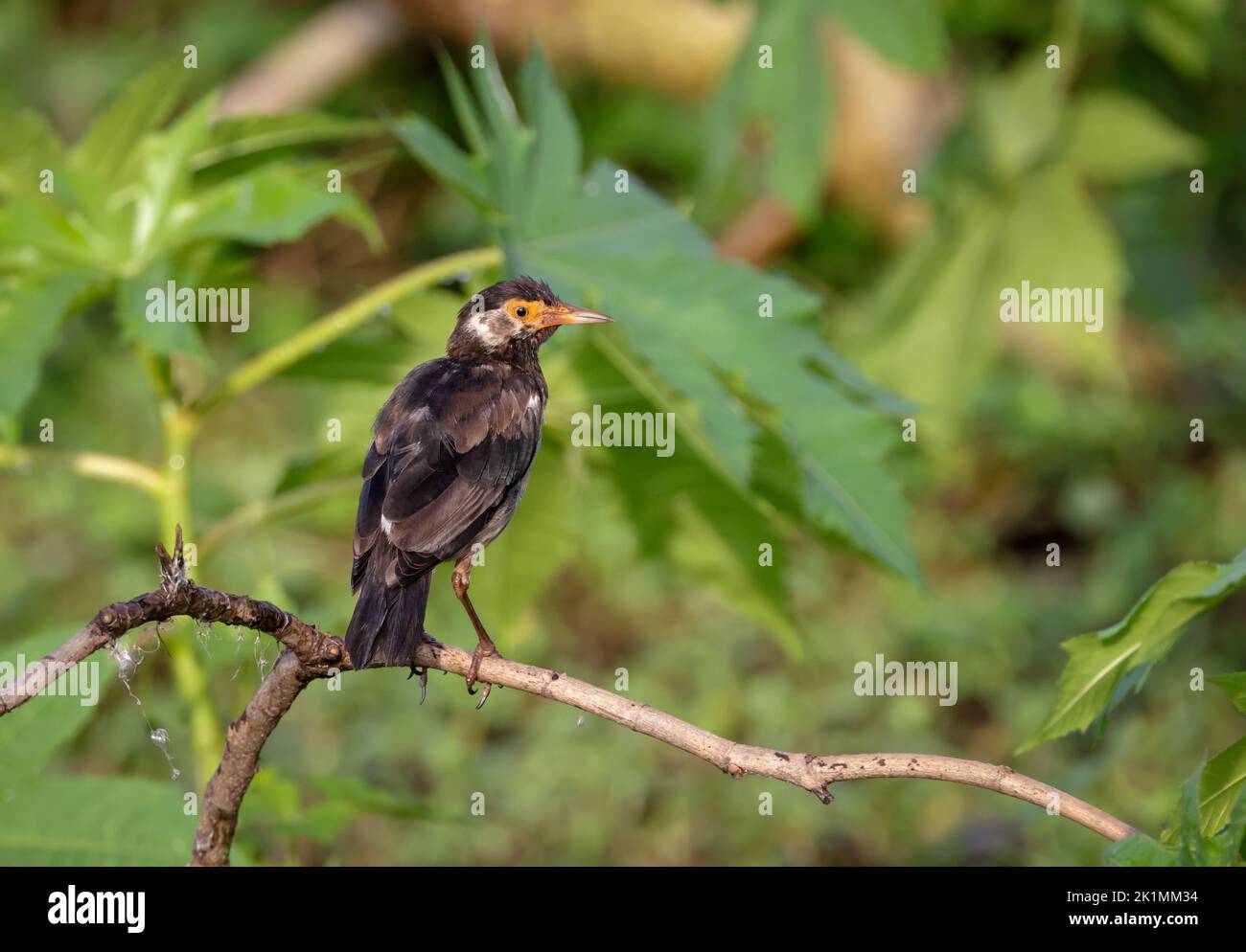 Species of starling hi-res stock photography and images - Alamy