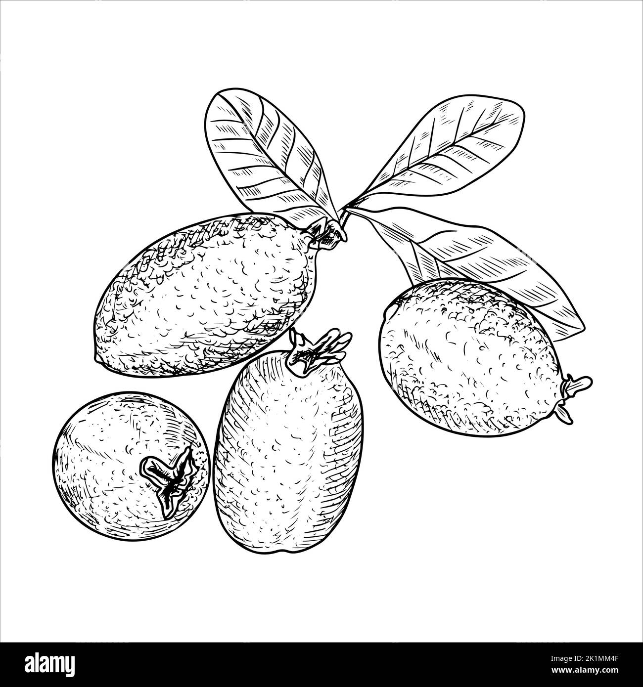 feijoa fruit isolated, lineart style Stock Vector Image & Art - Alamy