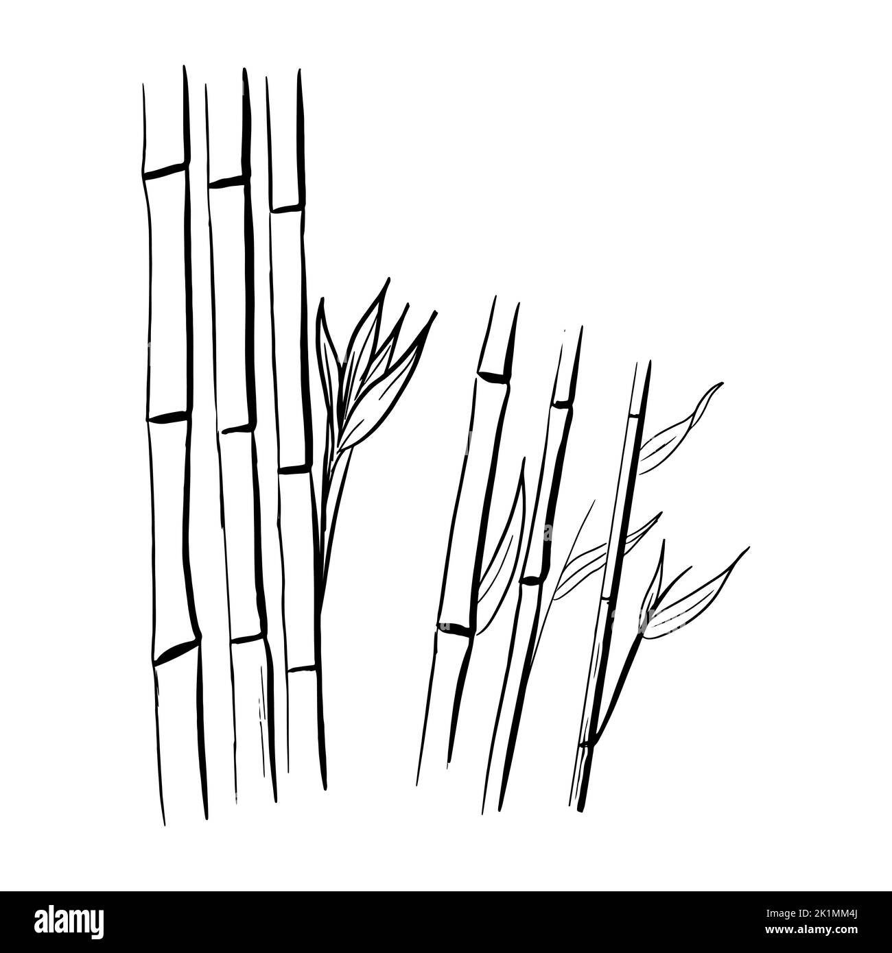 Bamboo isolated in sketch style Stock Vector Image & Art - Alamy