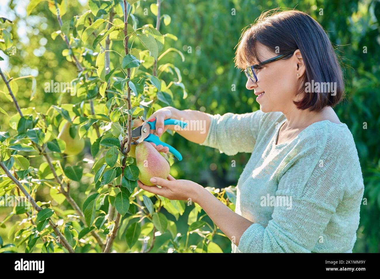 Woman cutting a ripe pear from a tree in an orchard Stock Photo - Alamy