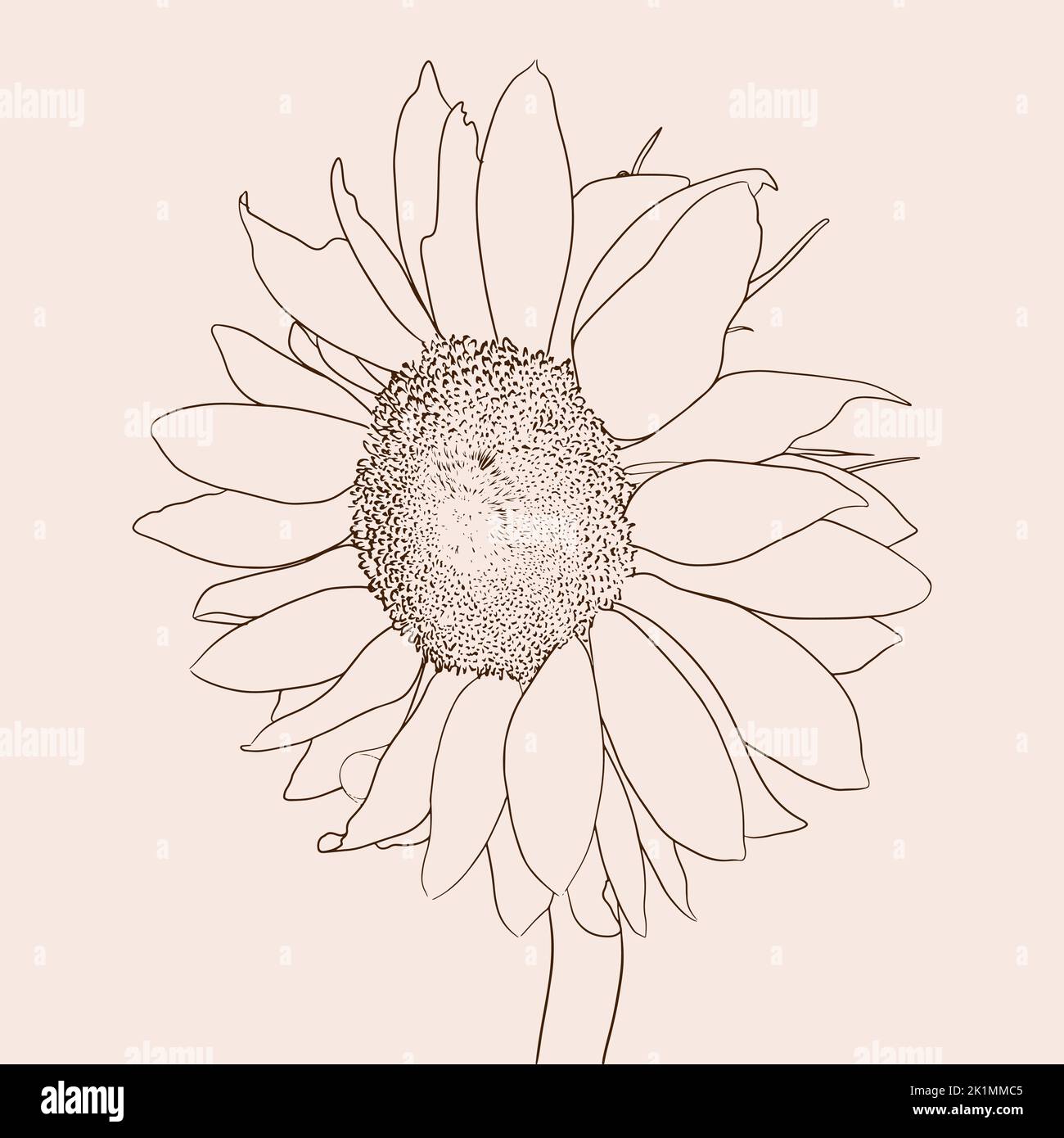 Sunflower engraving, summer blooming, ink Stock Vector Image & Art - Alamy