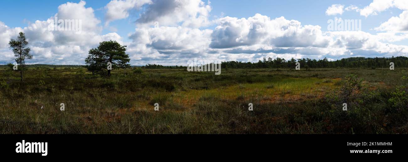 Swamp panorama in summer. Landscape from Torronsuo National Park in ...