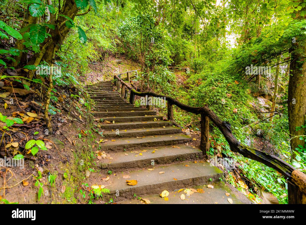 Tourist path in the jungle near Mae Sa river and waterfall, Thailand ...
