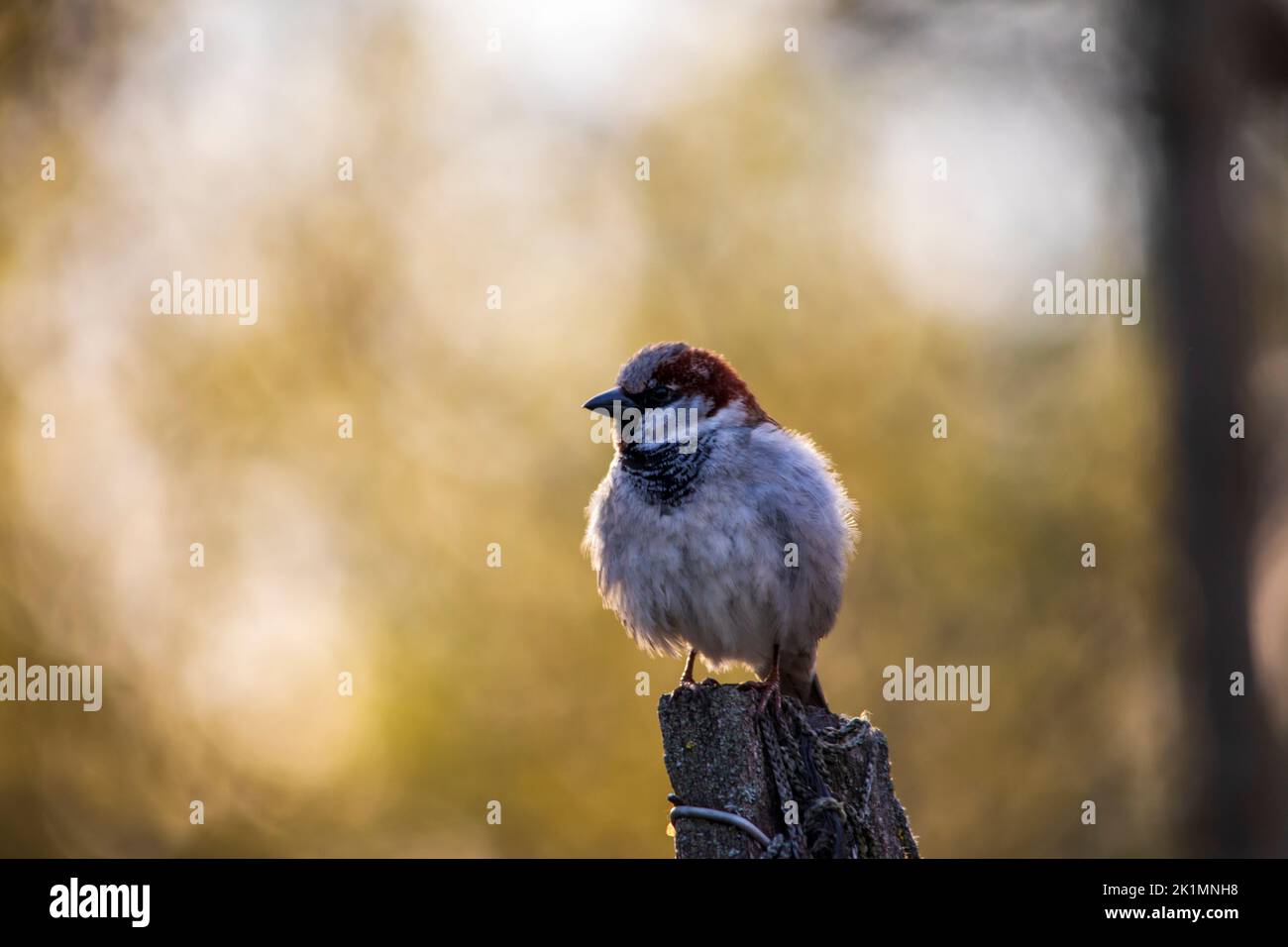 Close-up of a ruffled feather sparrow perched on a pole against a ...