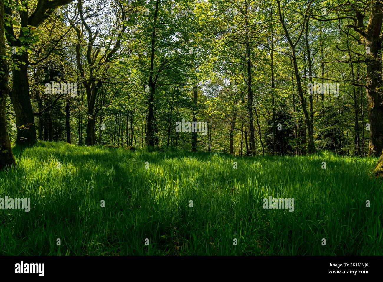 Backlit trees and grass Stock Photo - Alamy