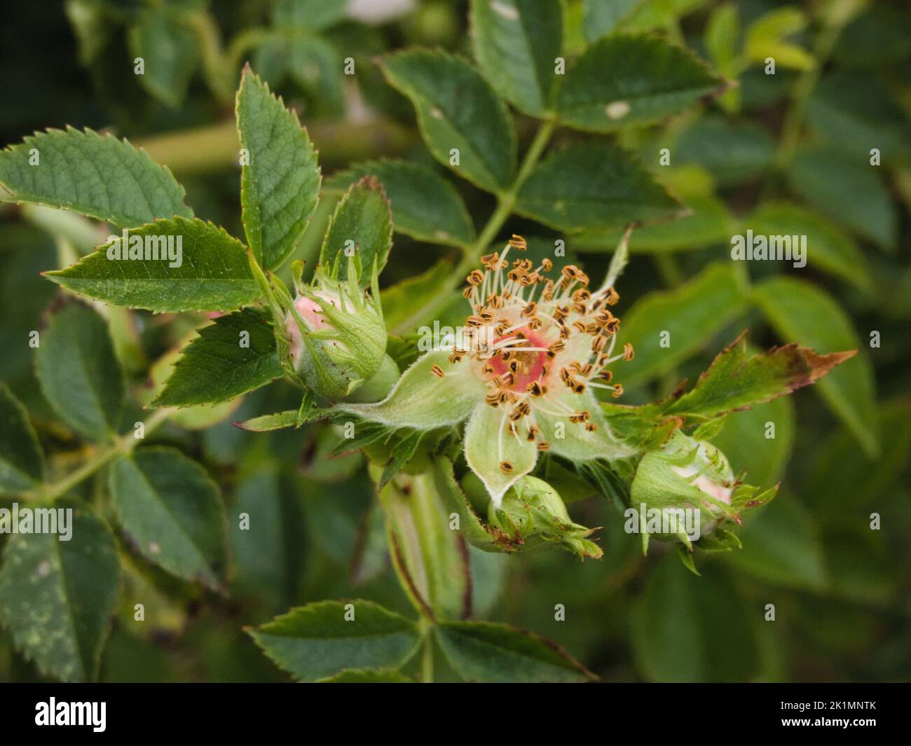 Downy rose hi-res stock photography and images - Alamy