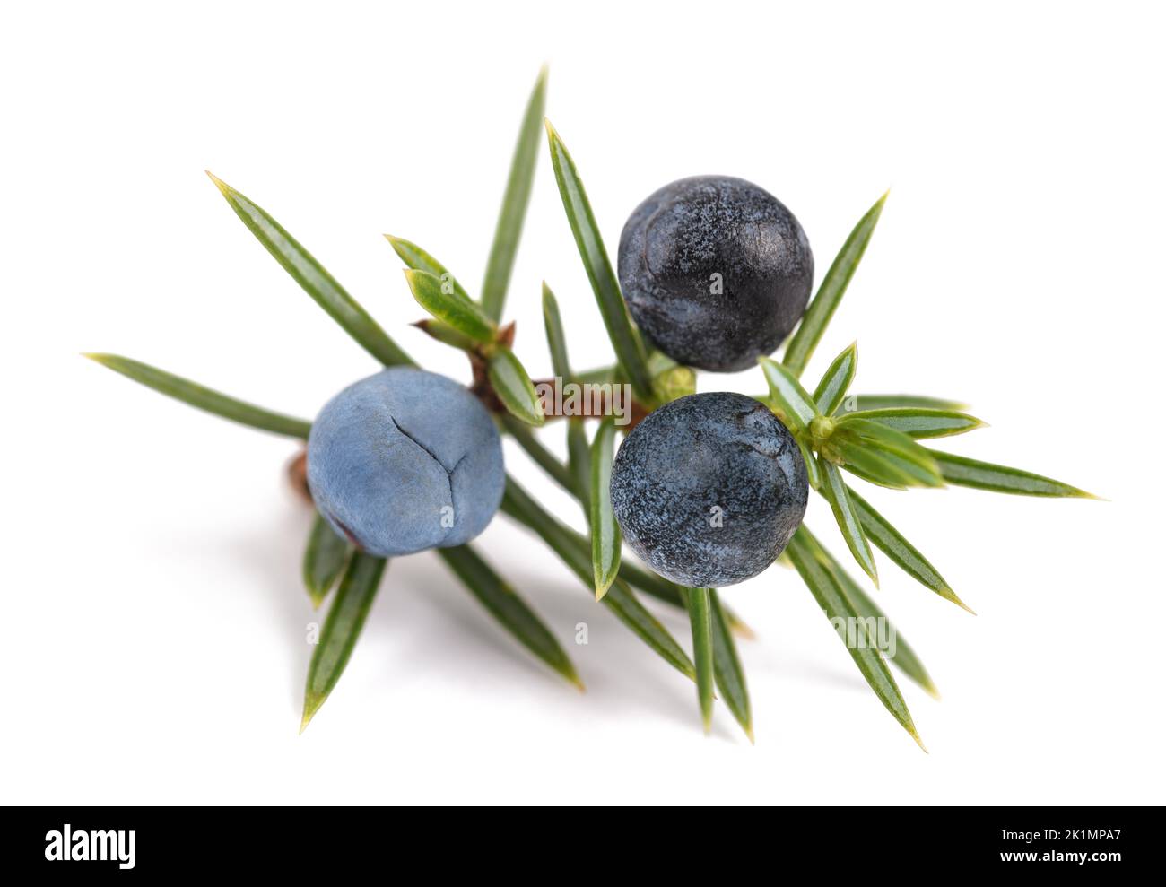 Juniper branch with blue berries isolated on white Stock Photo - Alamy