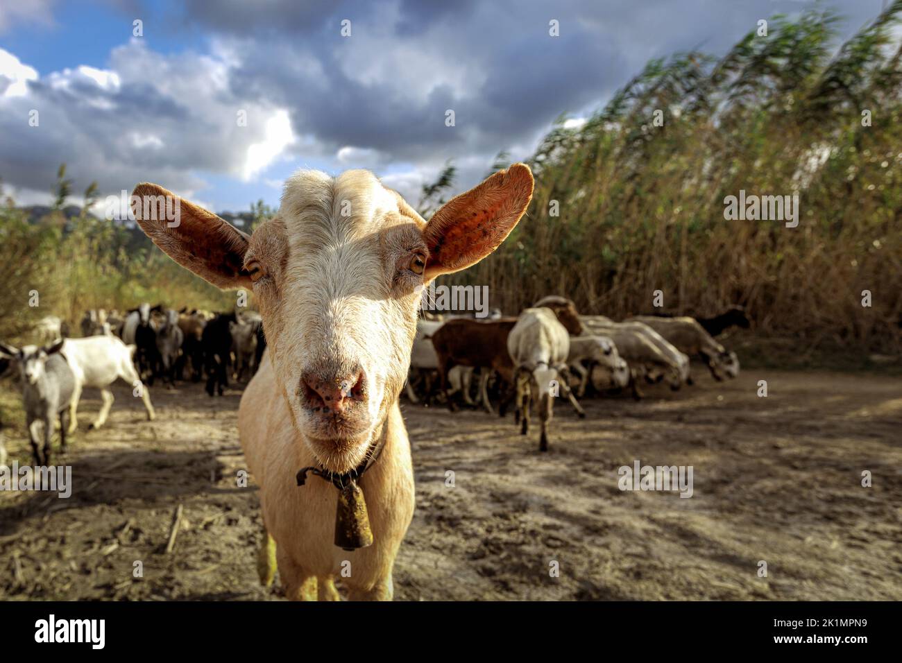 A sheep with her friends. Natural ecological environment, different ...