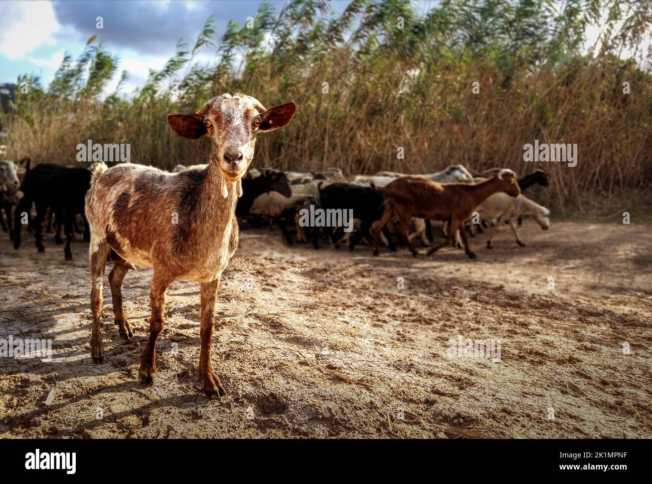 A sheep with her friends. Natural ecological environment, different ...