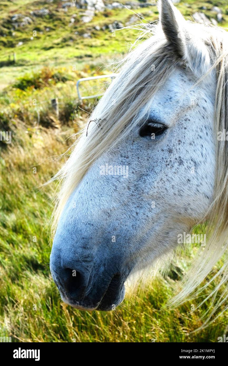 Close-up of a ponies head on the Wild Atlantic Way, Ireland - John ...