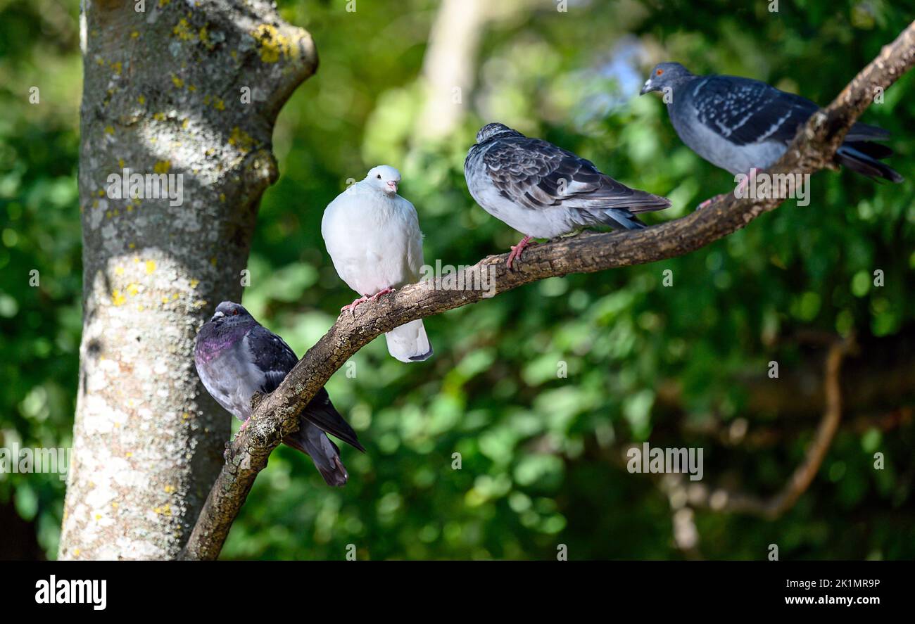 Many rock doves or common pigeons or feral pigeons in a tree in Kelsey ...