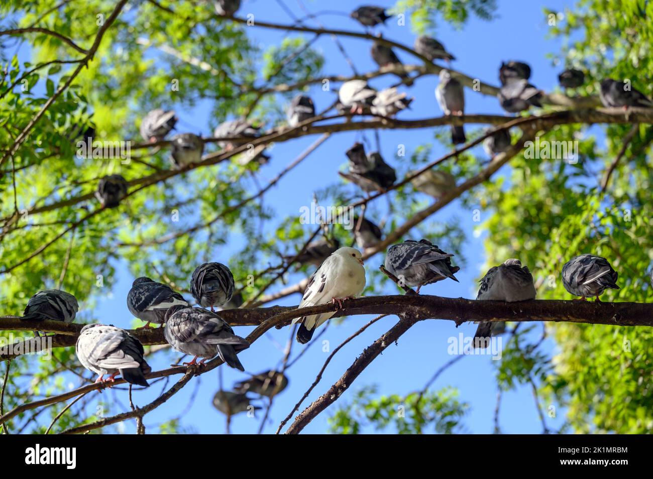 Many rock doves or common pigeons or feral pigeons in a tree in Kelsey ...