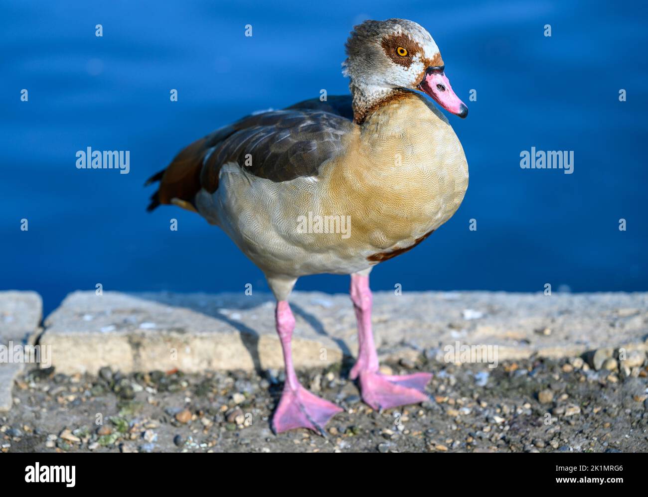 Egyptian goose in Kelsey Park, Beckenham, London. Full body view of an ...