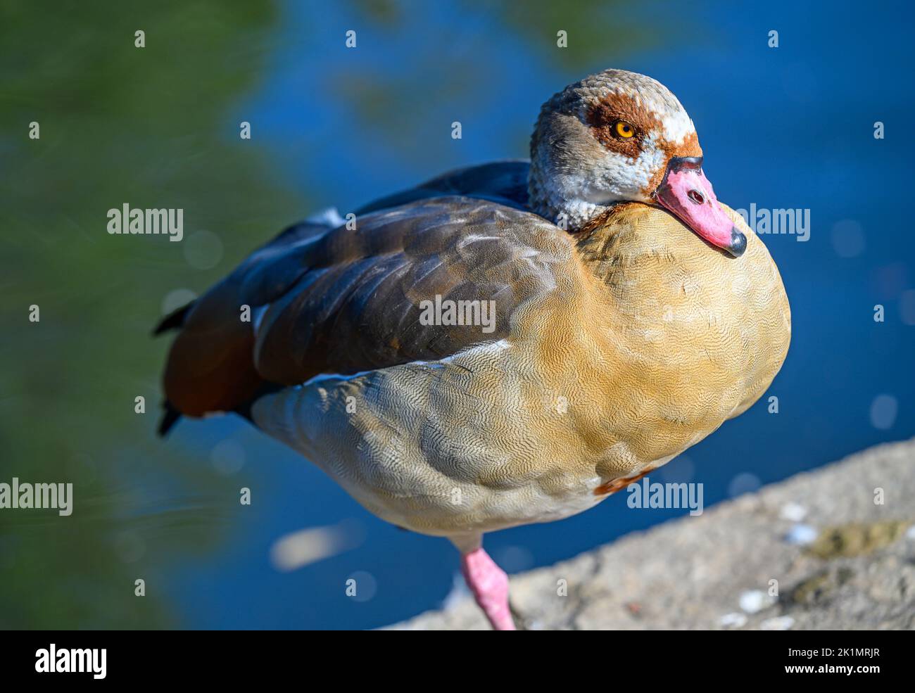 Egyptian goose in Kelsey Park, Beckenham, London. The Egyptian goose is ...