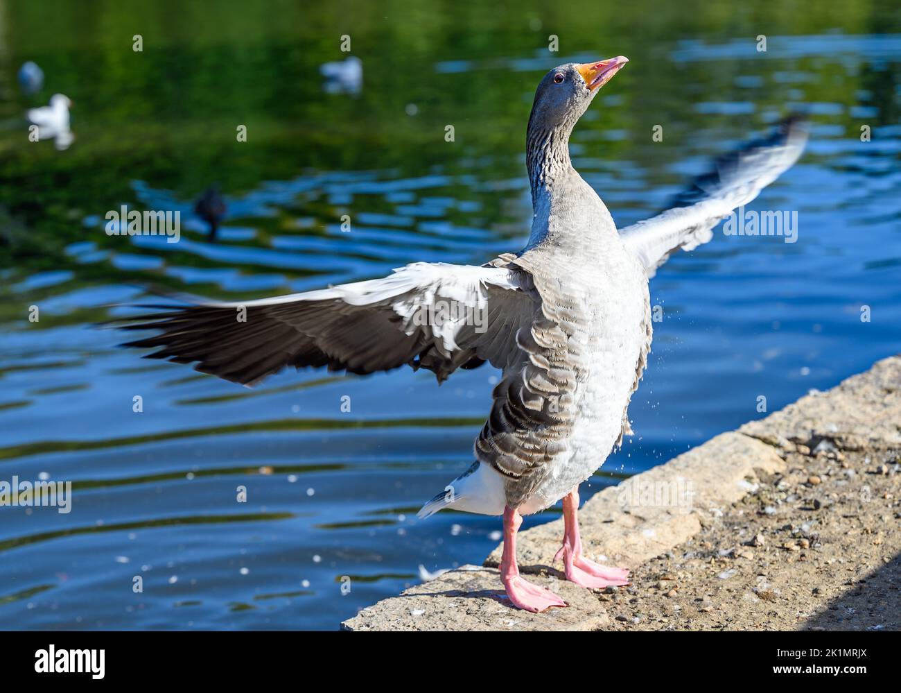 Greylag goose in Kelsey Park, Beckenham, London. A greylag goose stands ...