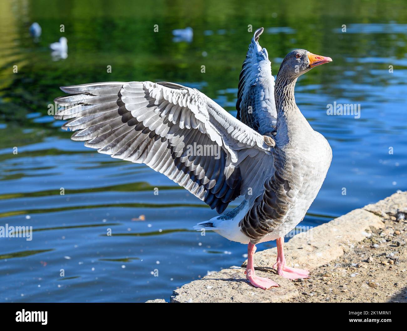 Greylag goose in Kelsey Park, Beckenham, London. A greylag goose stands ...