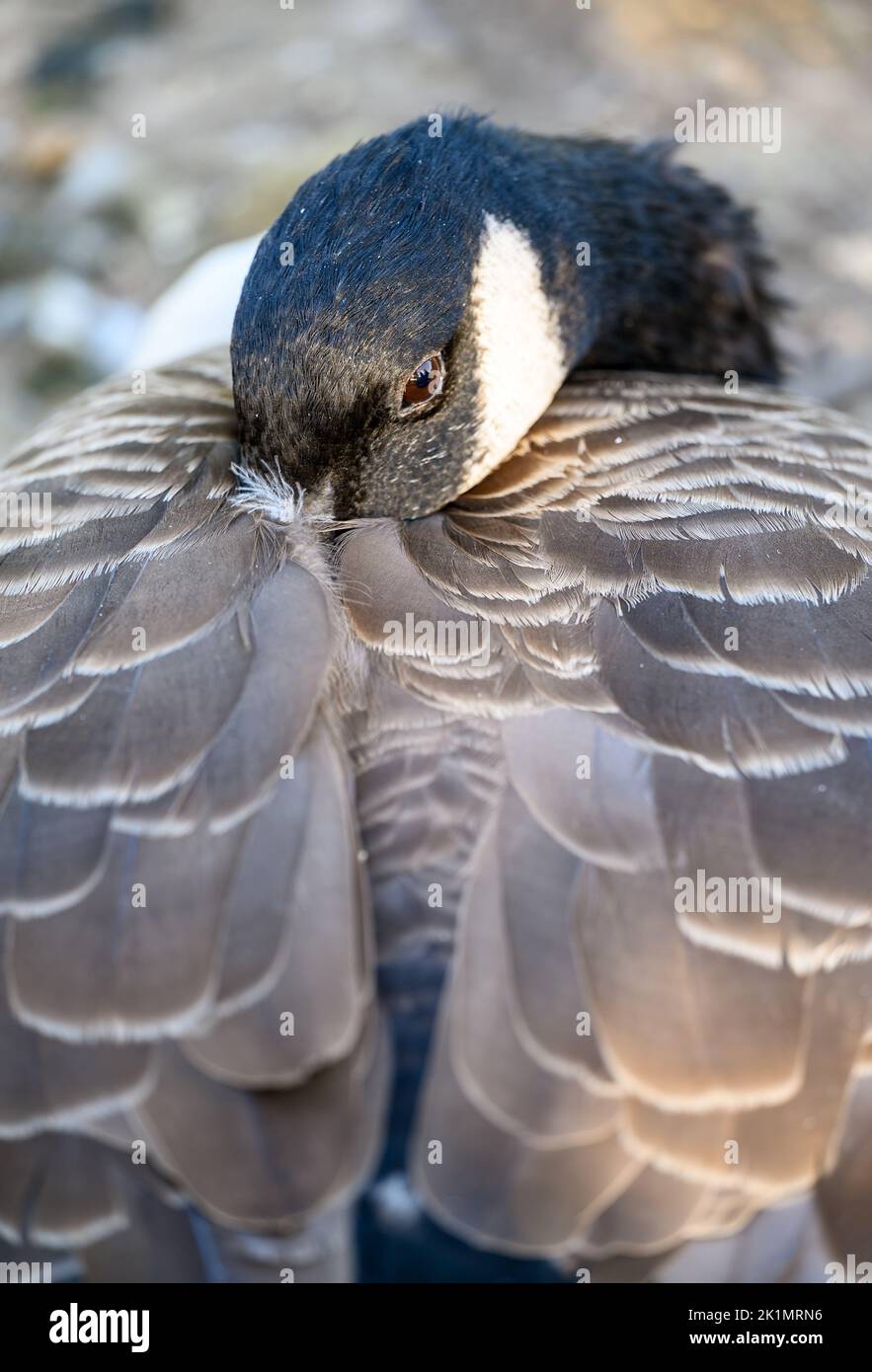 Canada goose in Kelsey Park, Beckenham, Greater London with its head ...