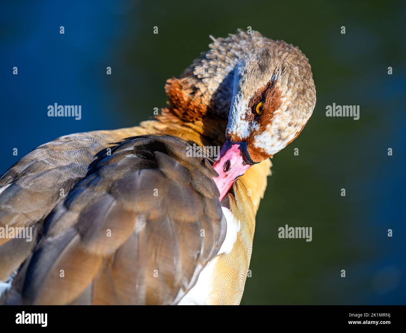 Egyptian goose in Kelsey Park, Beckenham, London. The Egyptian goose is ...