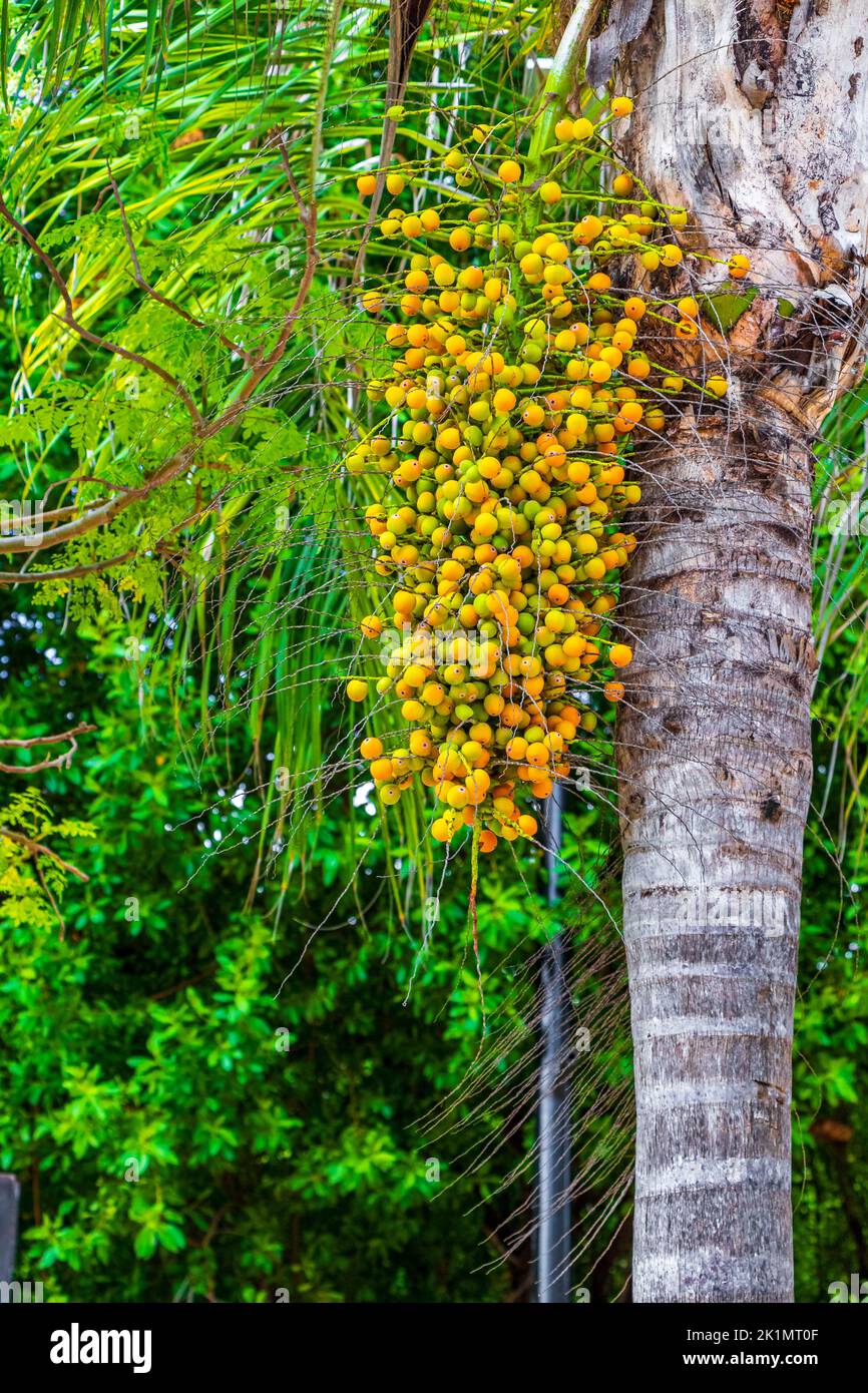 Tropical natural mexican palm tree with palm dates fruits and blue sky ...