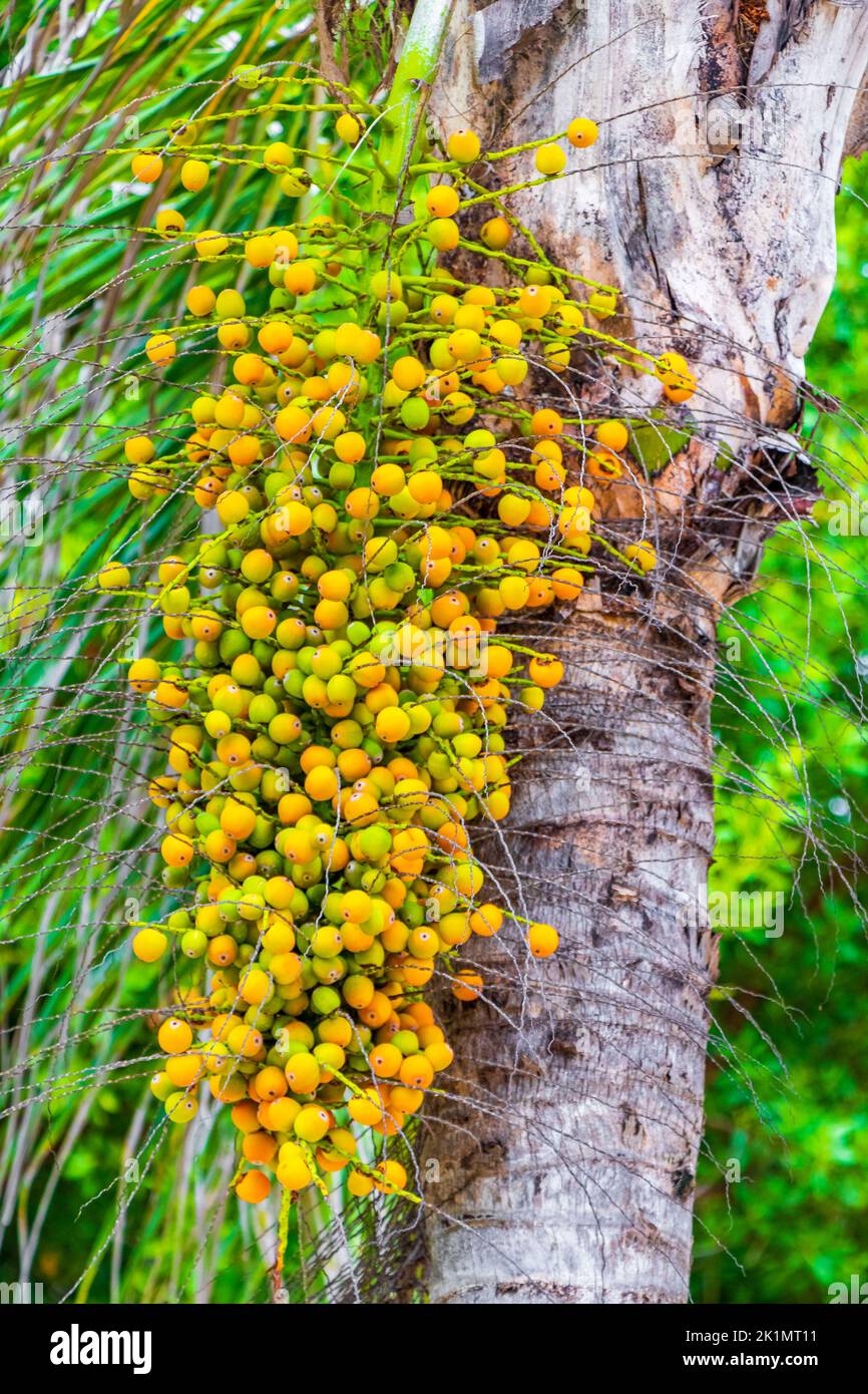 Tropical natural mexican palm tree with palm dates fruits and blue sky ...