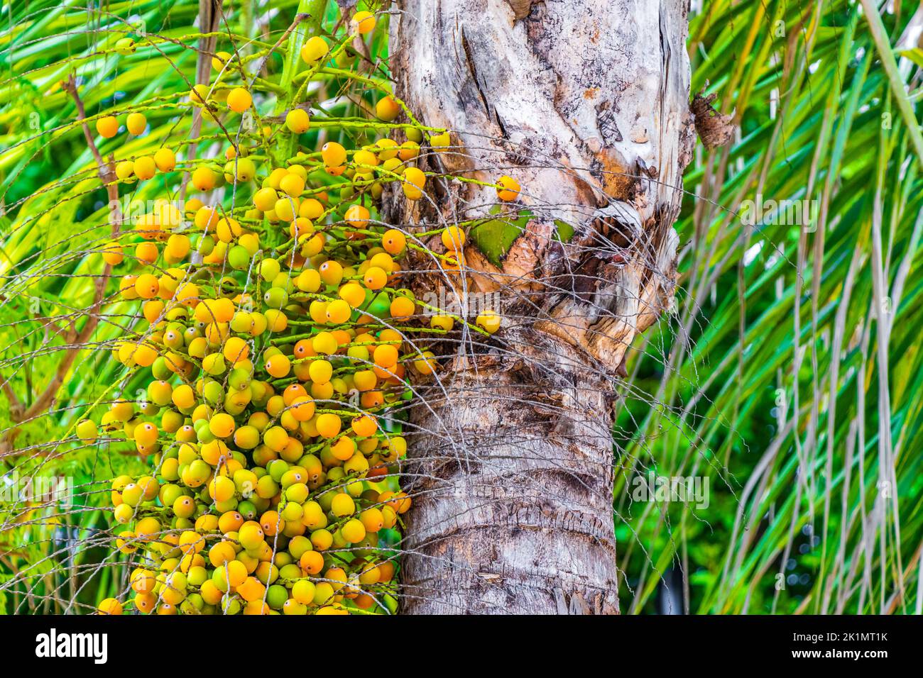 Tropical natural mexican palm tree with palm dates fruits and blue sky ...