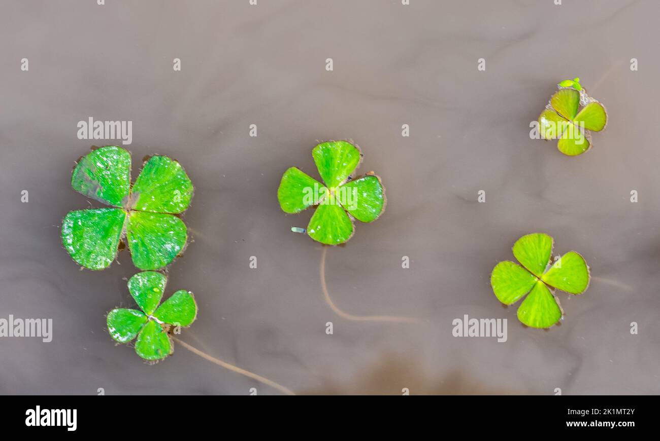 Four leaf clover vector hi-res stock photography and images - Alamy