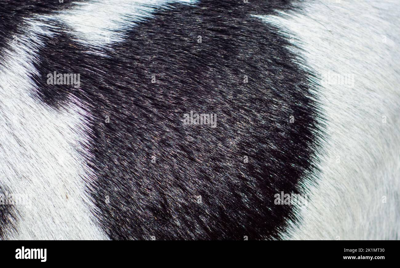 Shiny hair texture of a goat skin Stock Photo - Alamy