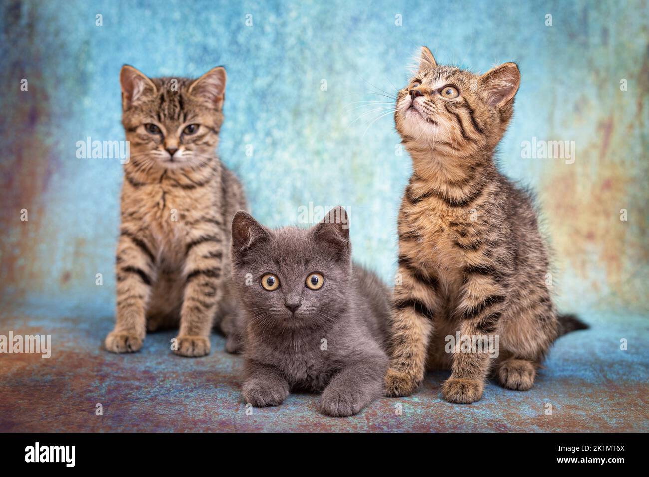 Three cute kittens, one gray and two striped, sit next to each other on ...