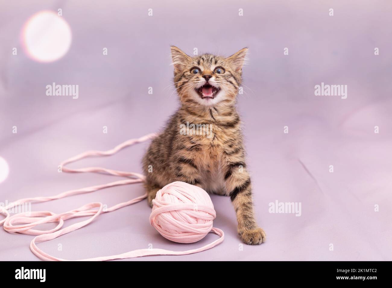 A tabby kitten is playing with a large ball of pink braid. Lilac pastel ...