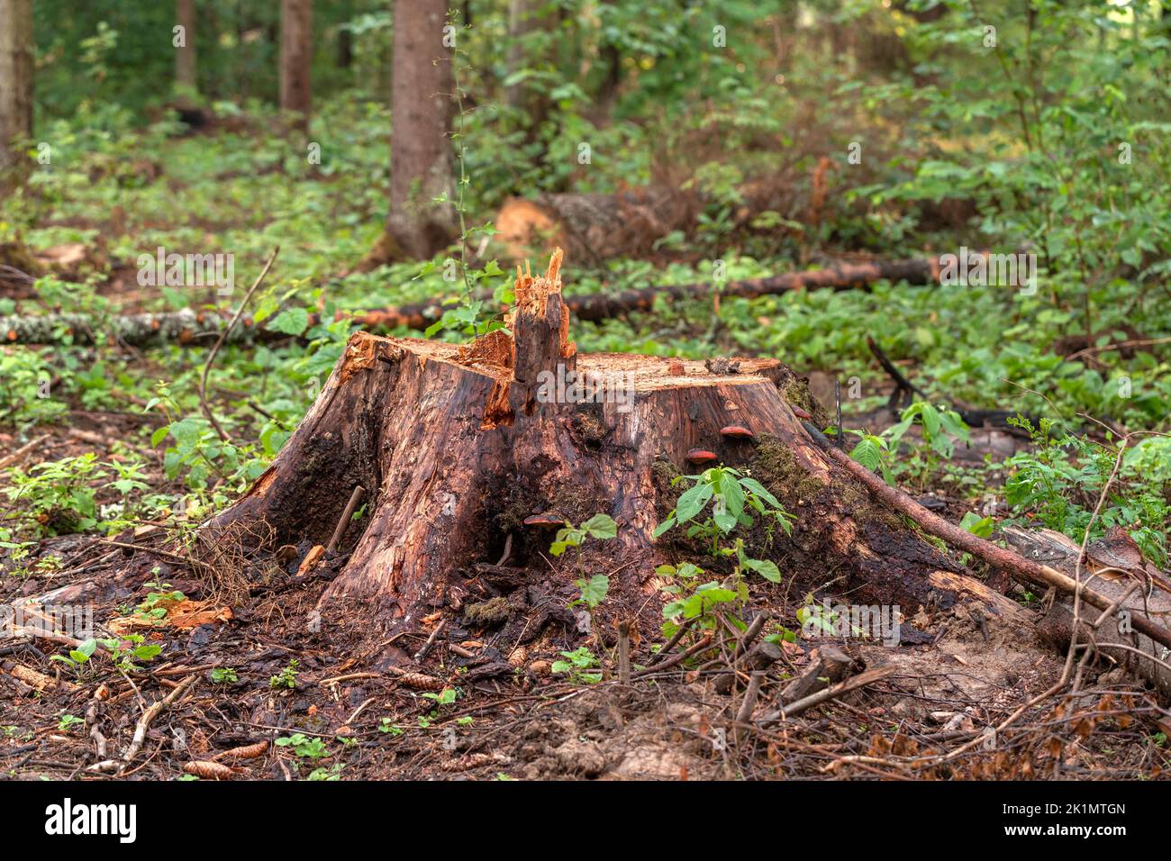 The stump was left from a big old tree in the wild forest. The old ...