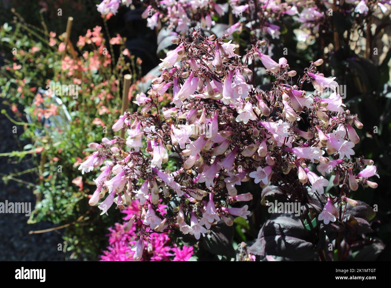 Digitalis penstemon in garden hi-res stock photography and images - Alamy