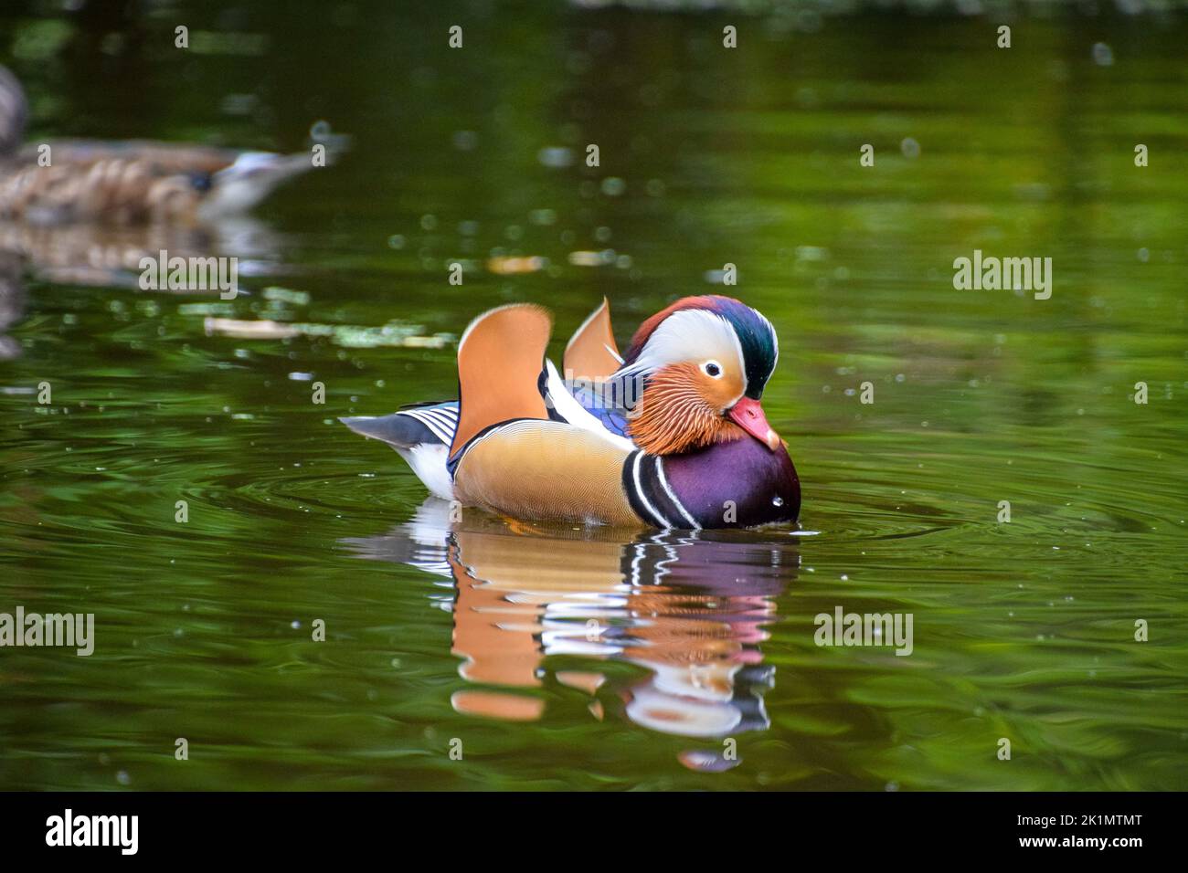 Mandarin duck swimming on lake hi-res stock photography and images - Alamy
