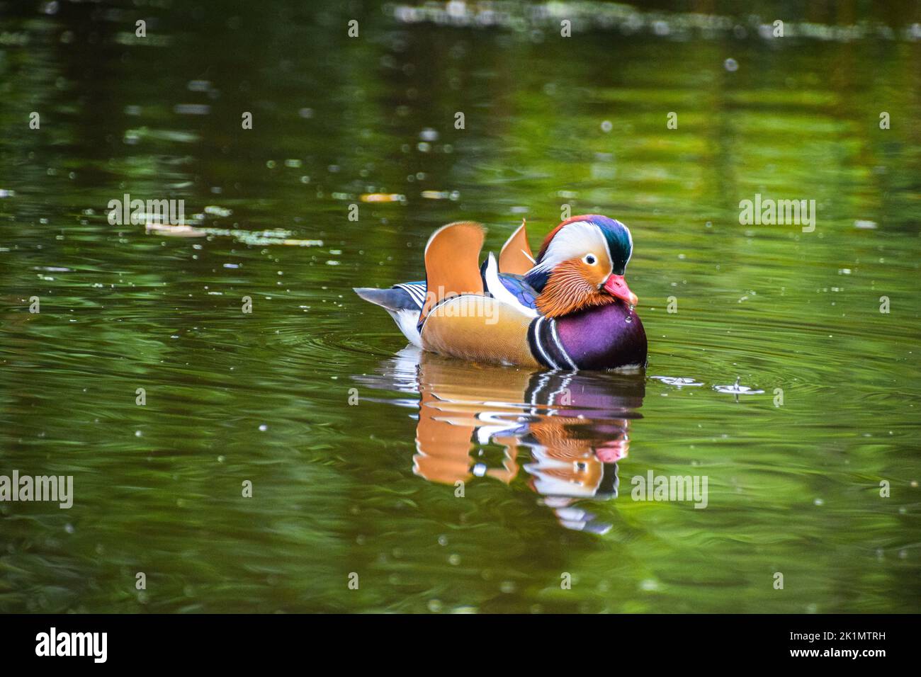 Mandarin duck swimming on lake hi-res stock photography and images - Alamy