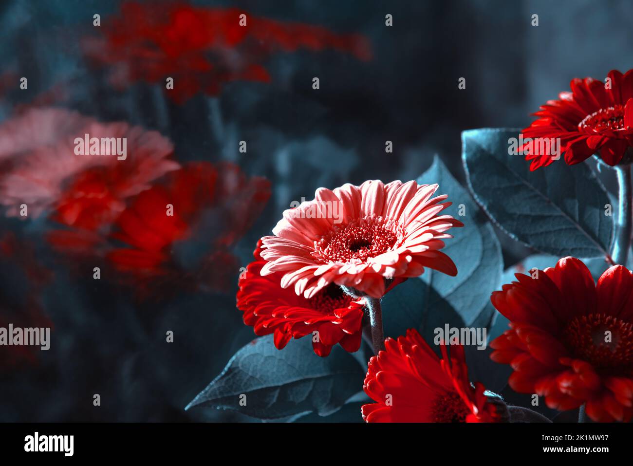 Blue mood. Beautiful gerbera flowers bouquet and their blurry ...