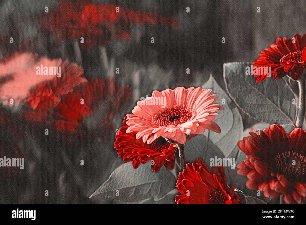 Memorial. Beautiful gerbera flowers bouquet and their blurry reflection ...