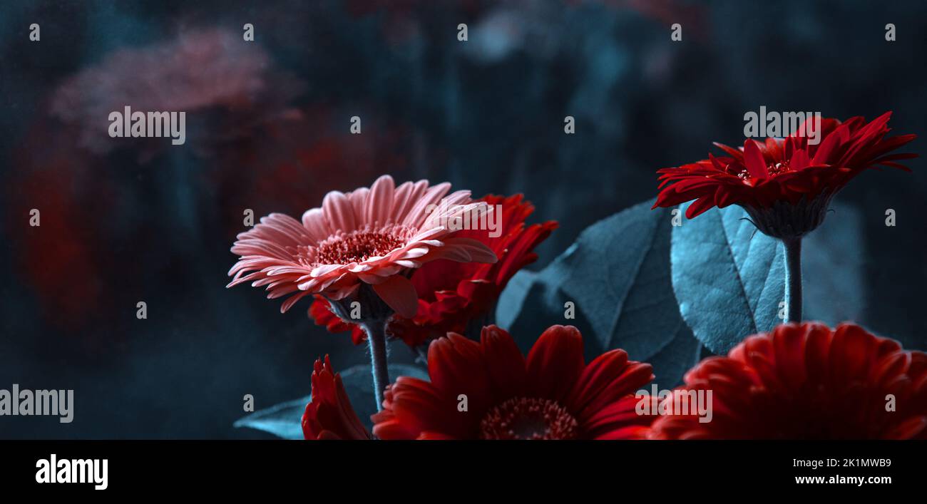 Blue mood. Beautiful gerbera flowers bouquet and their blurry ...