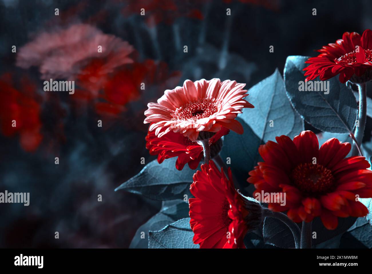 Blue mood. Beautiful gerbera flowers bouquet and their blurry ...