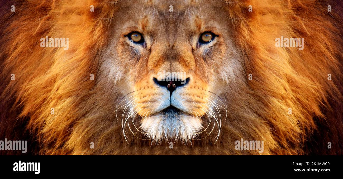 Color Portrait of a beautiful African lion looking at the camera Stock ...
