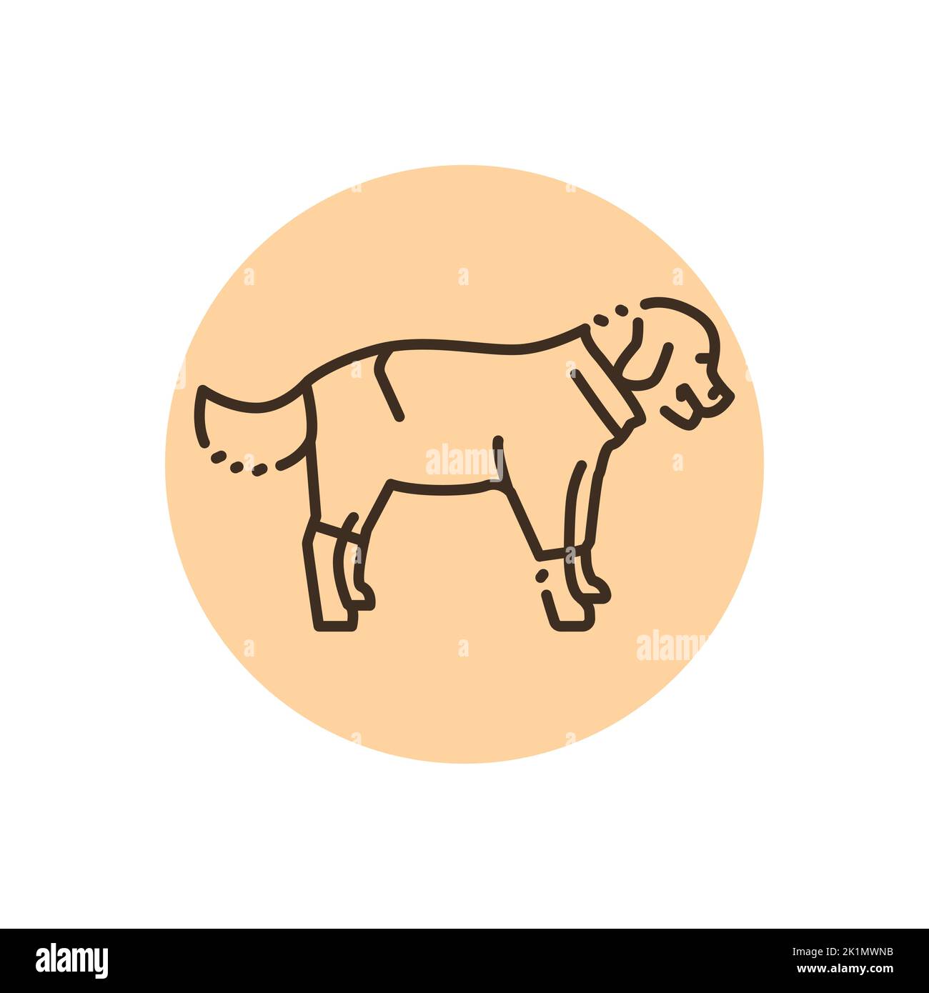 Golder retriever wearing raincoat color line icon. Pictogram for web ...
