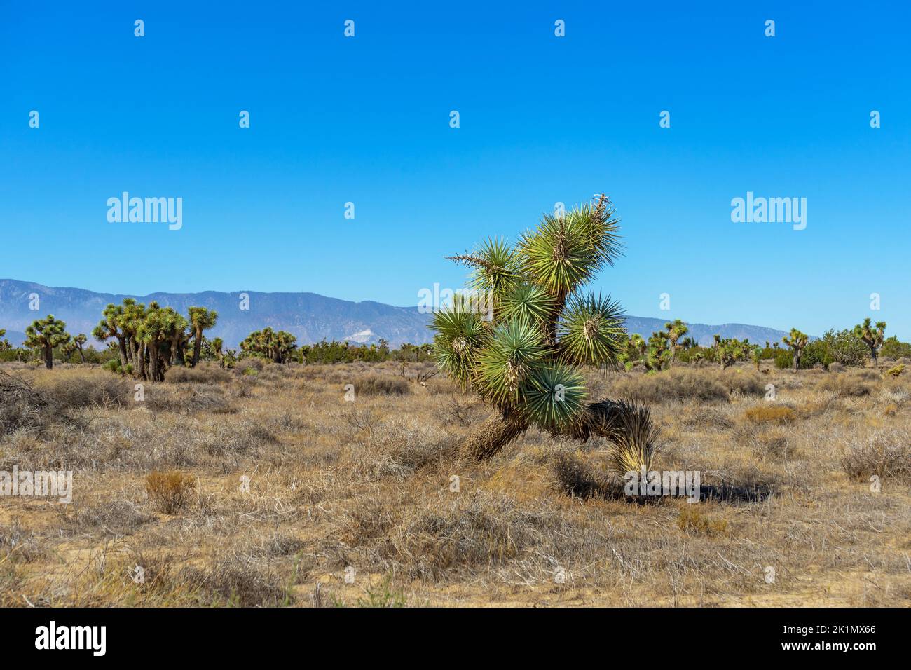 A small Joshua Trees in the Mojave Desert growing at a angle Stock ...