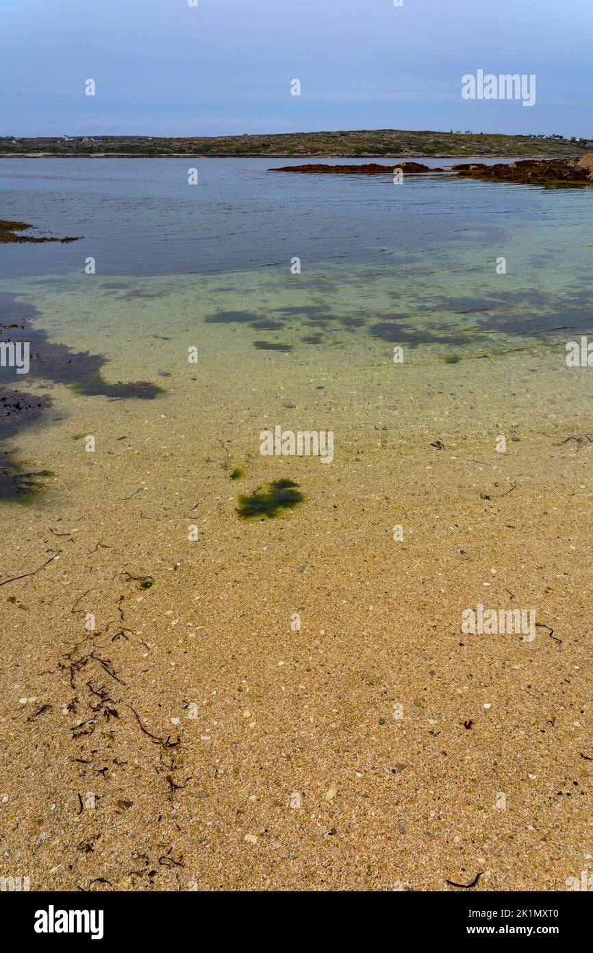 Coralline red algae hi-res stock photography and images - Alamy