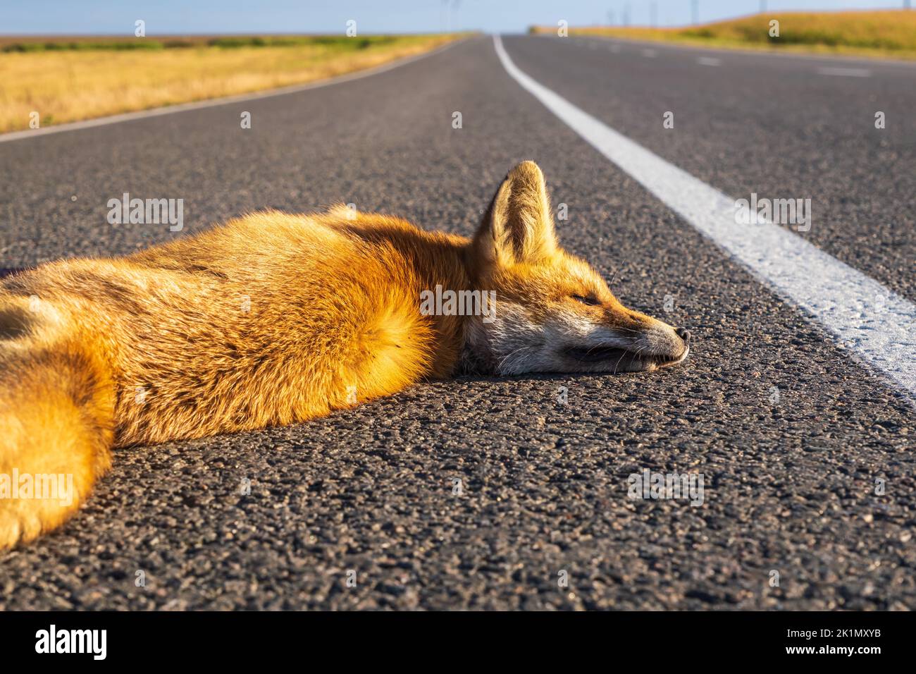 Red fox car collision hi-res stock photography and images - Alamy