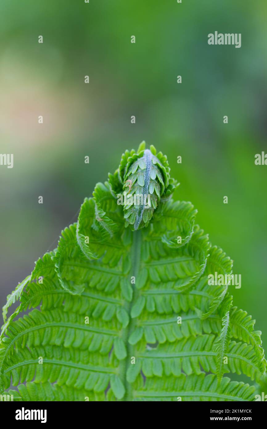 Curled up close up of a fern hi-res stock photography and images - Alamy