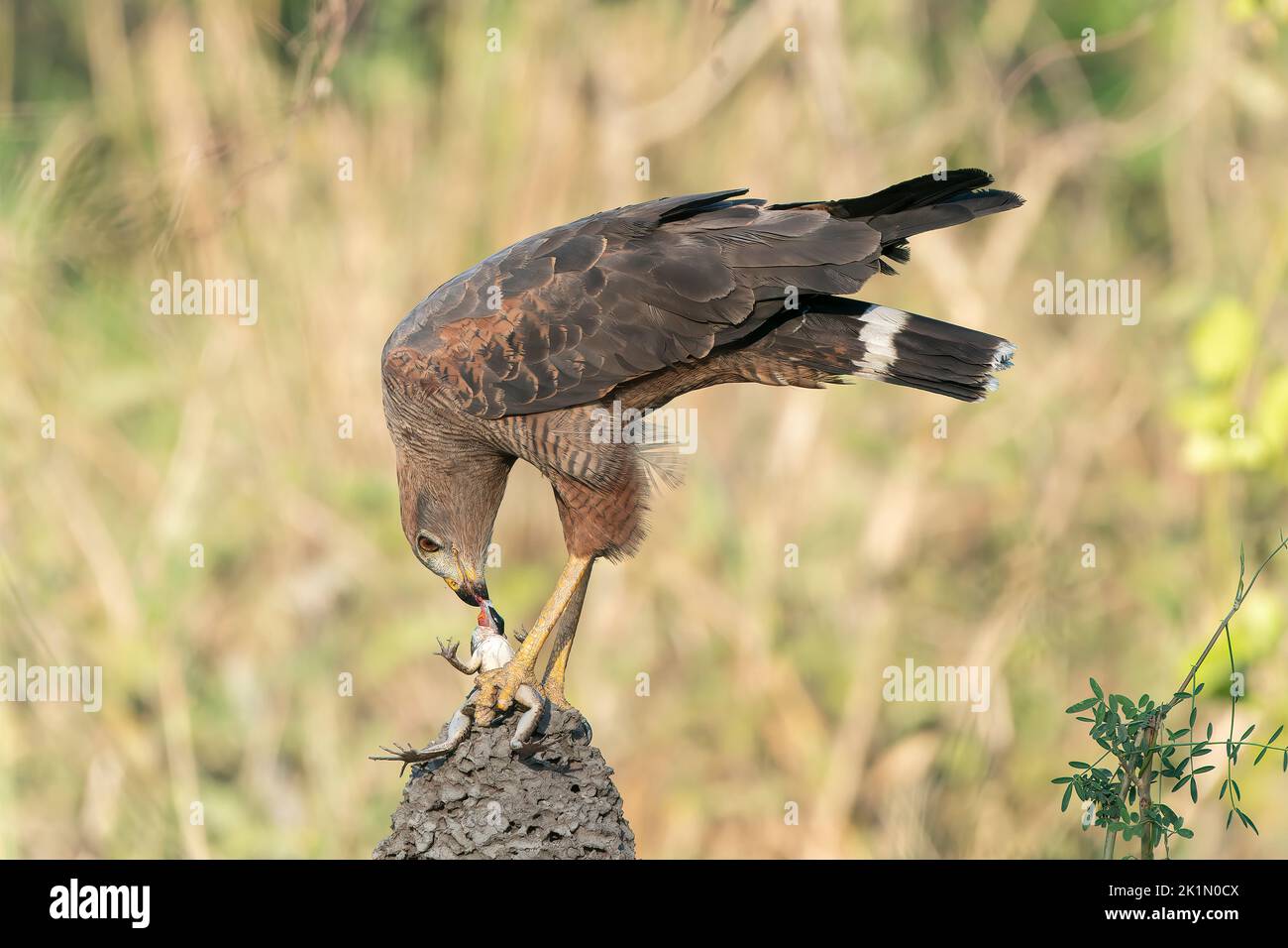 savanna hawk, Buteogallus meridionalis, single adult feeding on frog ...