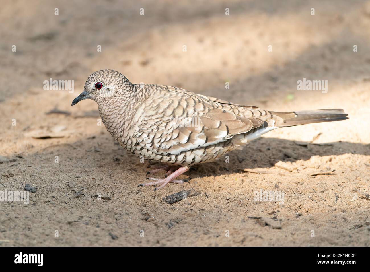 mottled dove or scaled dove or scaly dove or Ridgeways dove, single ...