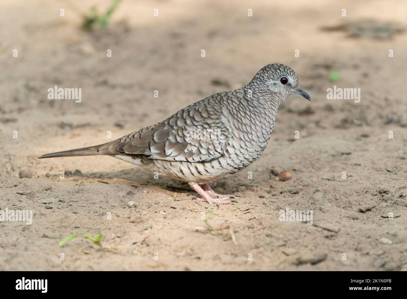 mottled dove or scaled dove or scaly dove or Ridgeways dove, single ...