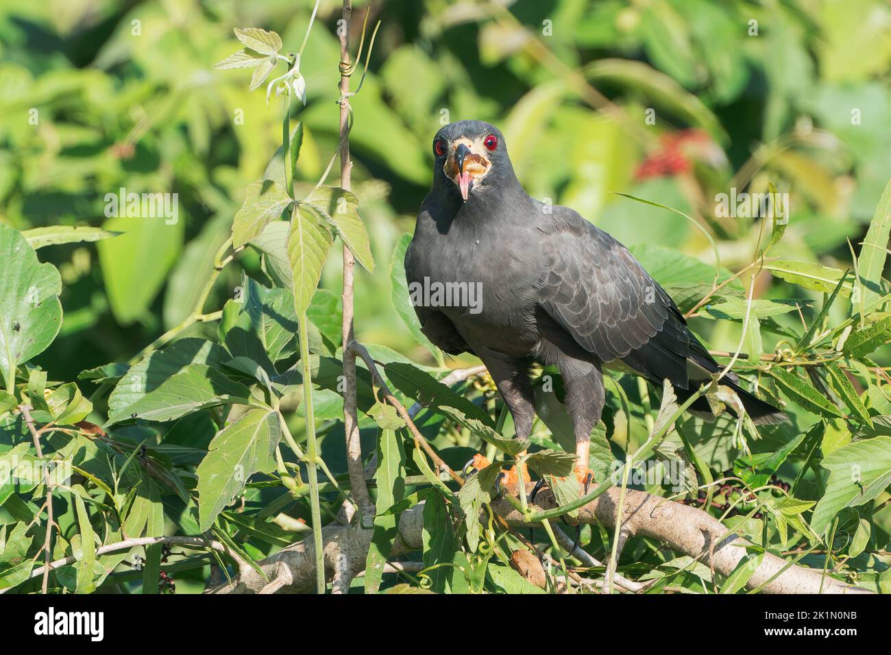 Eating snails history hi-res stock photography and images - Alamy